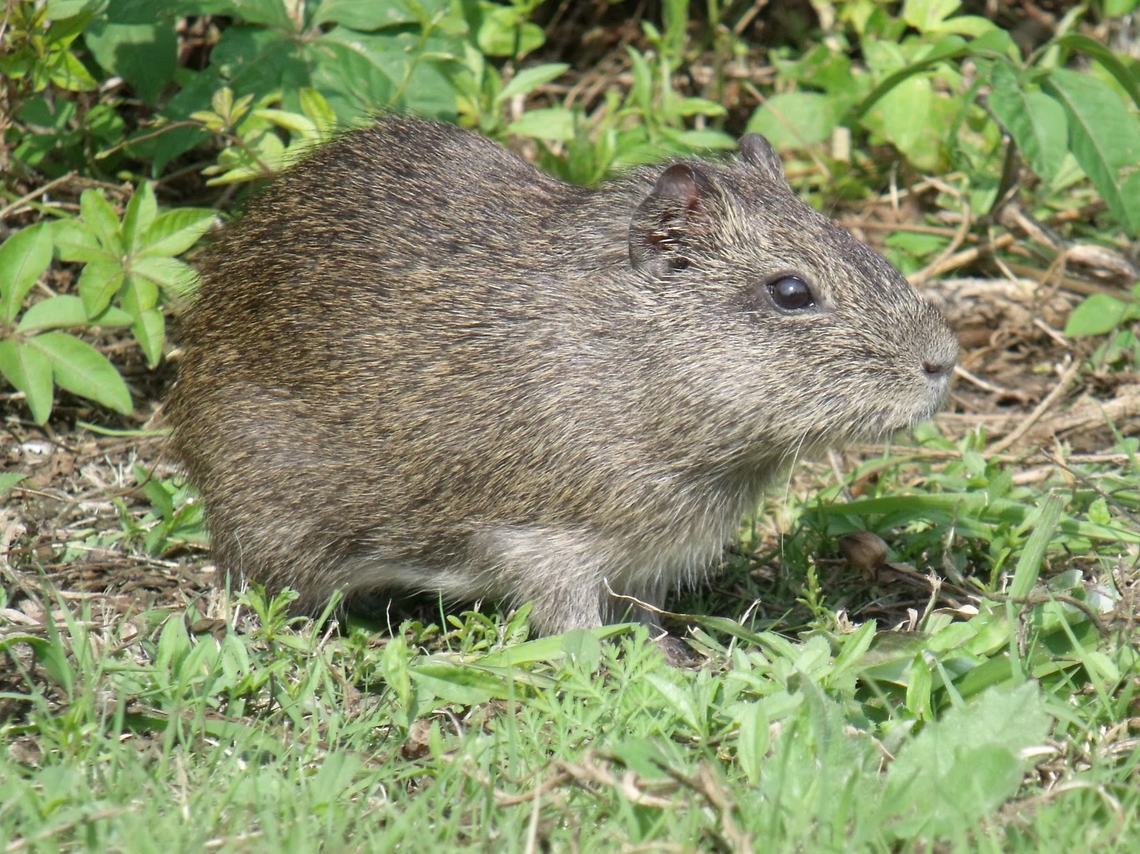 Cuy aperea | Wiki Colombia | FANDOM powered by Wikia