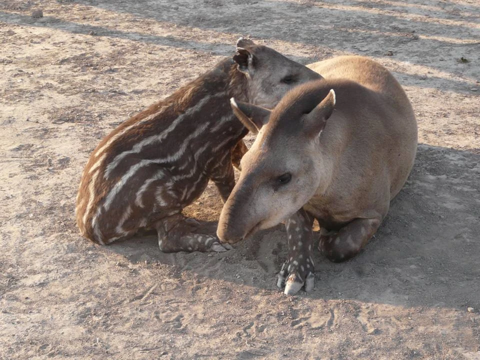 Danta amazónica | Wiki Colombia | Fandom