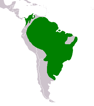 Chigüiro | Wiki Colombia | Fandom