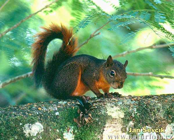 Ardilla de cola roja | Wiki Colombia | Fandom
