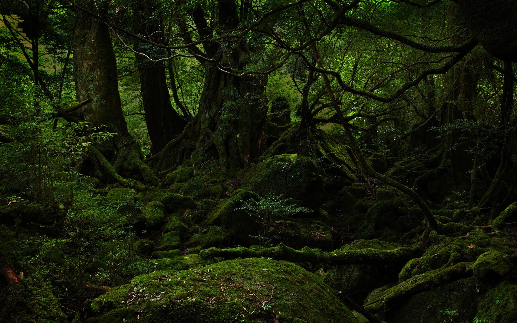 Estreothjurasha Jungle Constructed Worlds Wiki Fandom Powered By Wikia