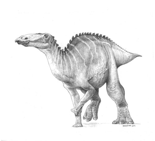 Claosaurus | Cool Dino Facts Wiki | FANDOM powered by Wikia Claosaurus | Cool Dino Facts Wiki | FANDOM powered by Wikia