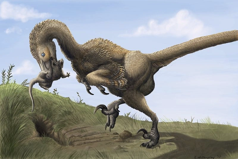 Saurornitholestes | Cool Dino Facts Wiki | FANDOM powered by Wikia