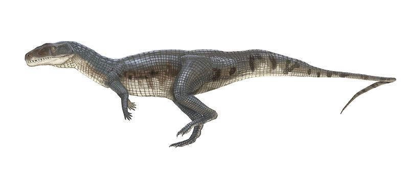 Poposaurus Cool Dino Facts Wiki Fandom Powered By Wikia
