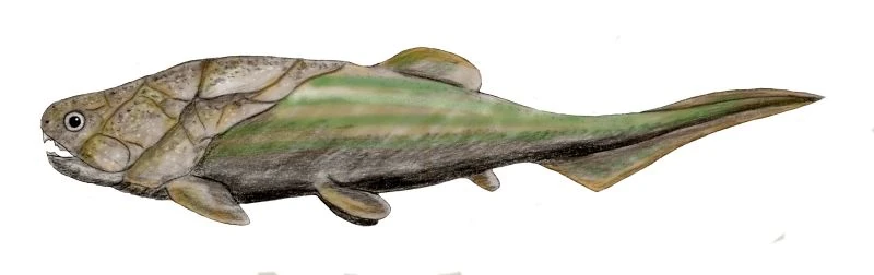 Coccosteus | Cool Dino Facts Wiki | Fandom