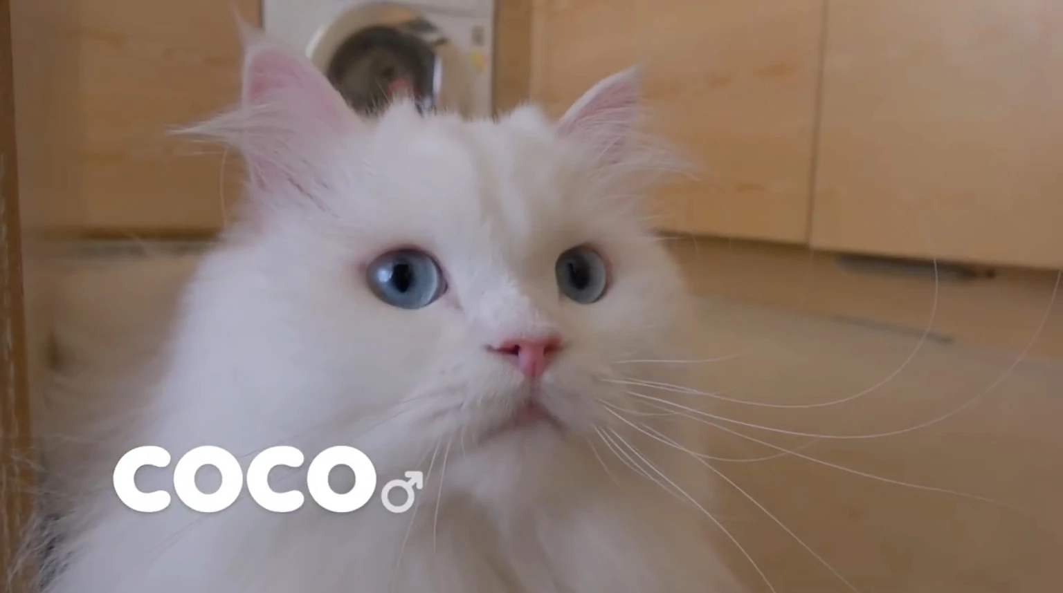 Coco | CreamHeroes Wiki | Fandom