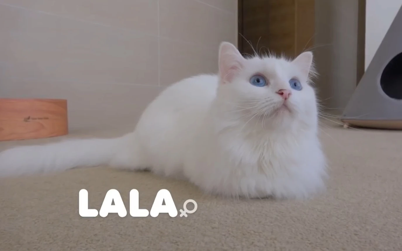 Lala | CreamHeroes Wiki | Fandom