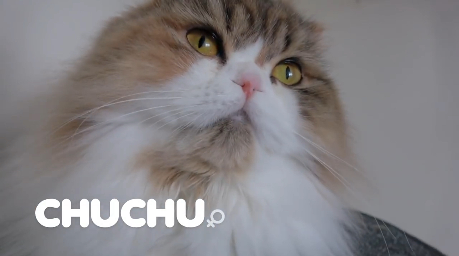 Chuchu Creamheroes Wiki Fandom