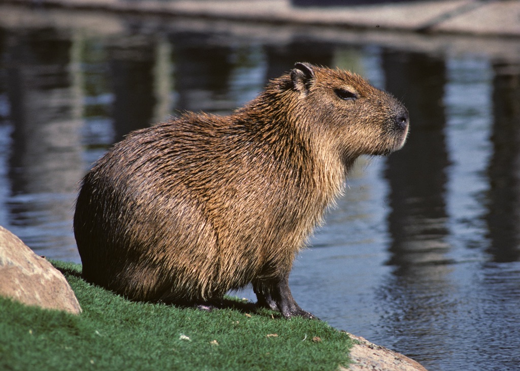 Capybara | Creatures of Past, Present and Mythology Wiki | Fandom