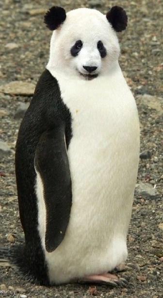 Image - PANDA PENGUIN.png | Creatures of Past, Present and Mythology ...