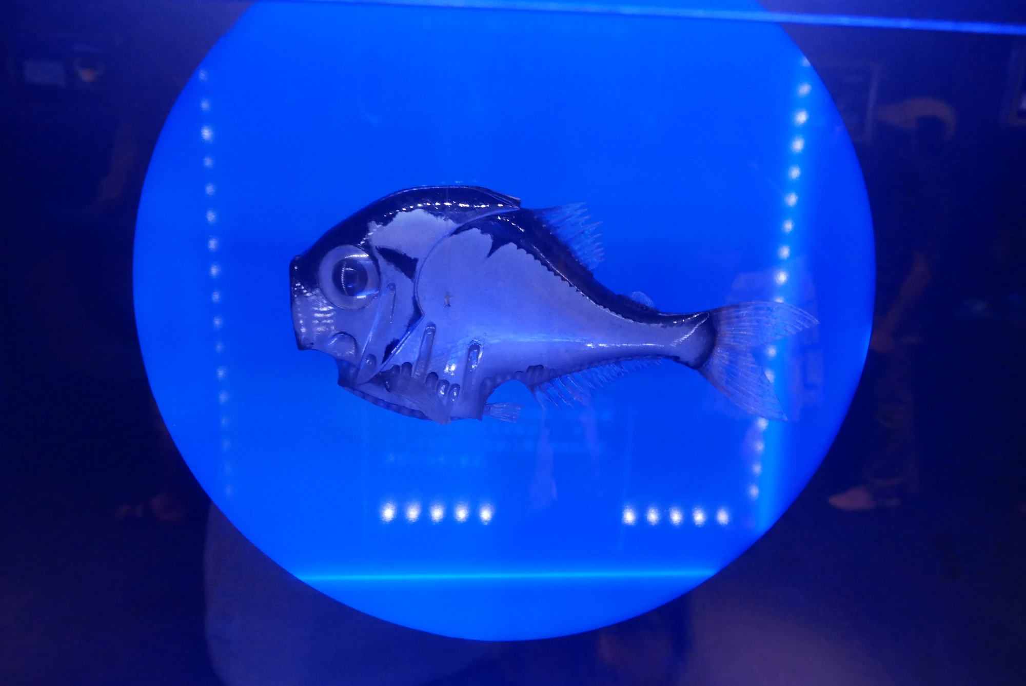 Category:Fish | Creatures of the Deep Wiki | Fandom