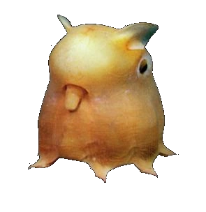 Dumbo Octopus | Creatures of the Deep Wiki | Fandom