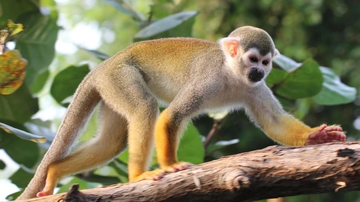 Image - Squirrel-monkey.jpg | Creatures of the World Wikia | FANDOM ...