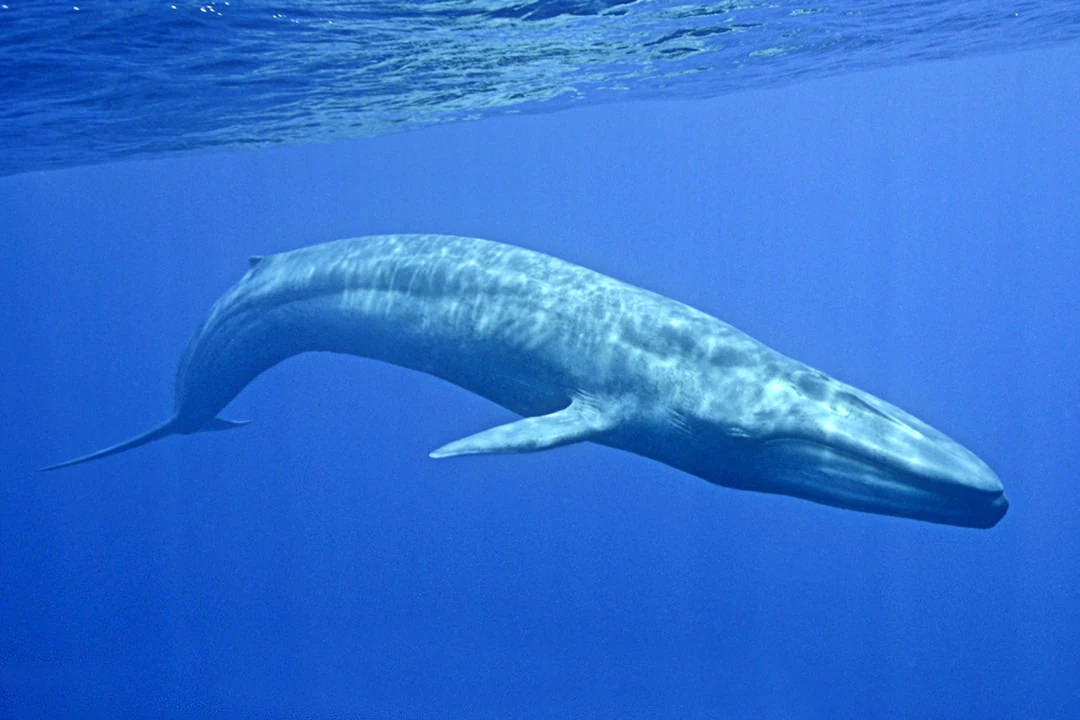 Blue Whale | Creatures of the World Wikia | FANDOM powered by Wikia