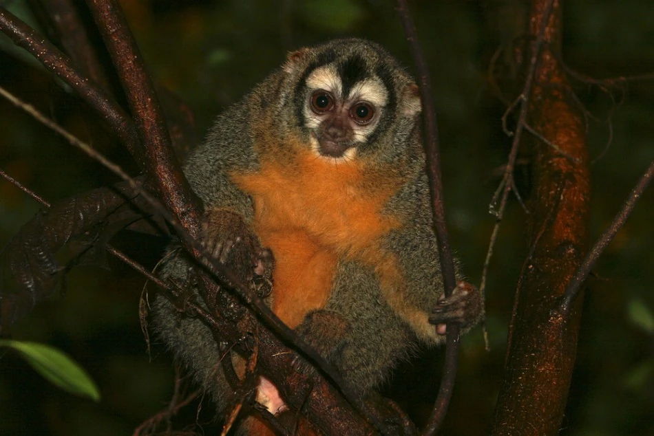 Owl Monkey | Creatures of the World Wikia | FANDOM powered by Wikia