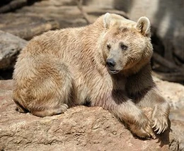 Gobi Bear | Creatures of the World Wikia | Fandom