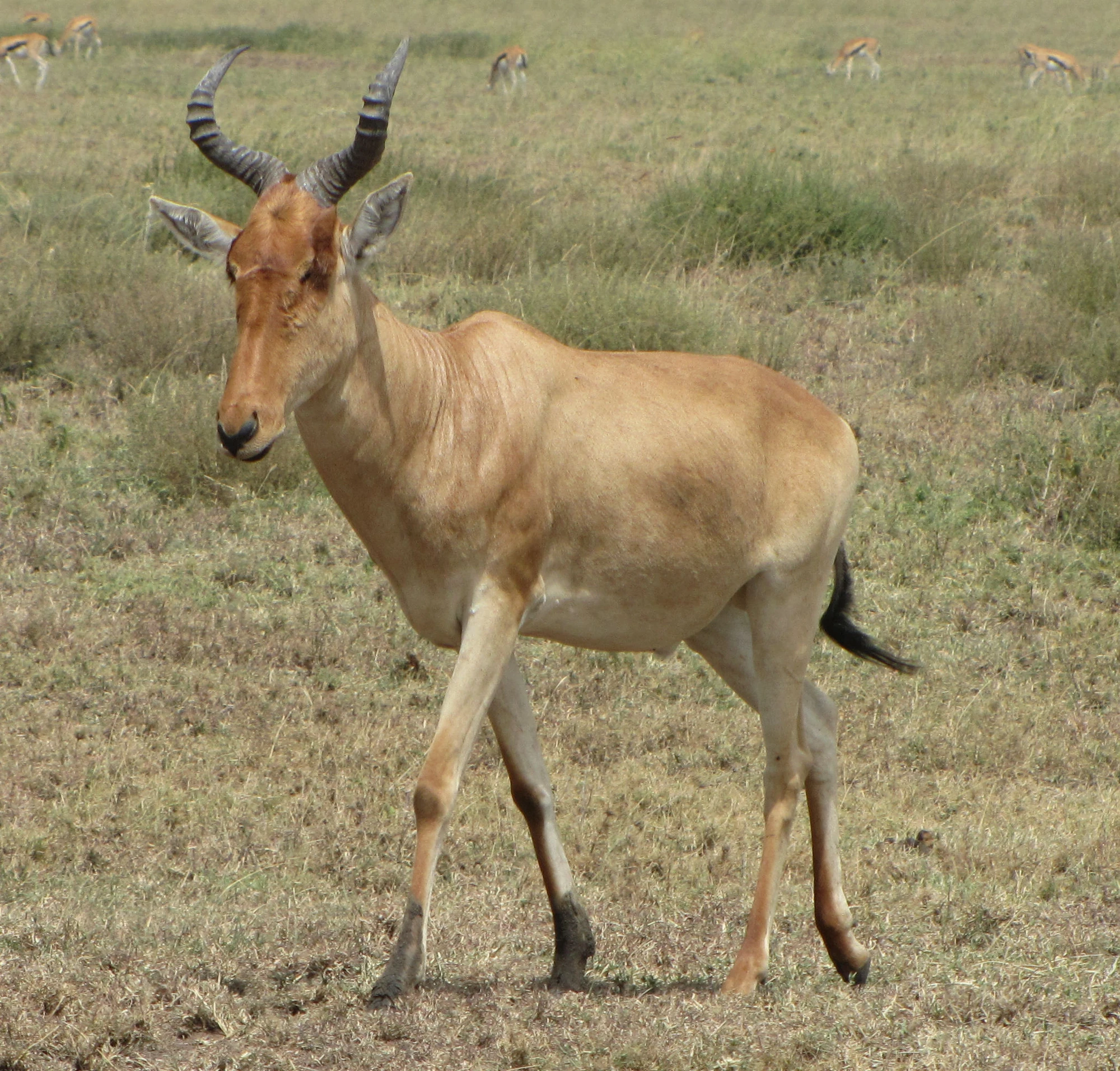 Hartebeest | Creatures of the World Wikia | Fandom