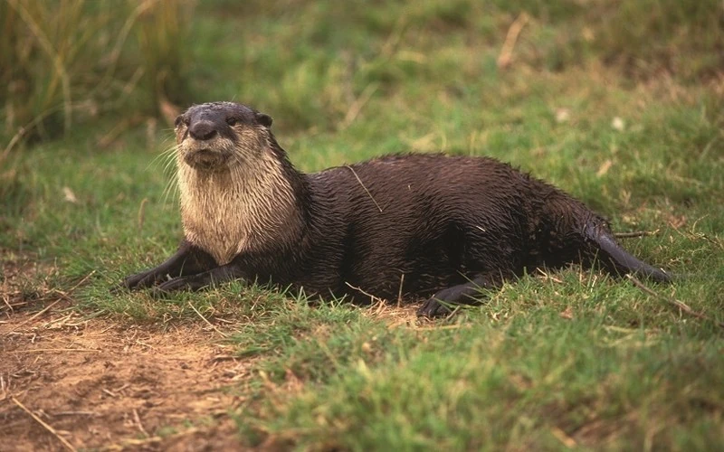 Cameroon Clawless Otter | Creatures of the World Wikia | Fandom