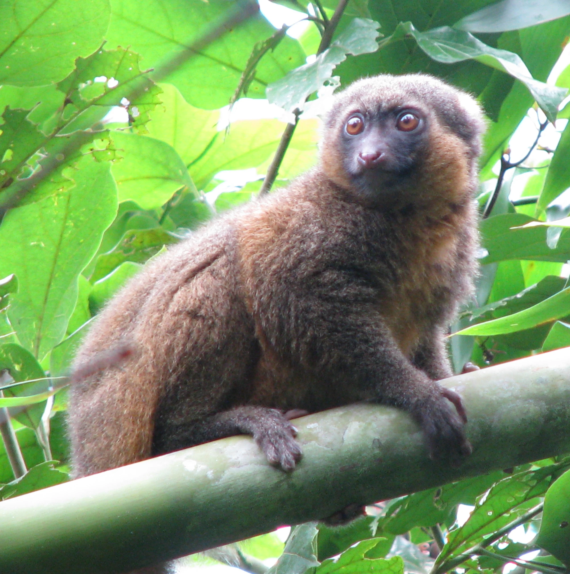 Golden Bamboo Lemur | Creatures of the World Wikia | Fandom
