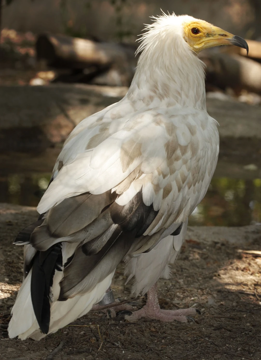 Egyptian Vulture | Creatures of the World Wikia | Fandom