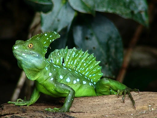 Basilisk | Creatures of the World Wikia | Fandom