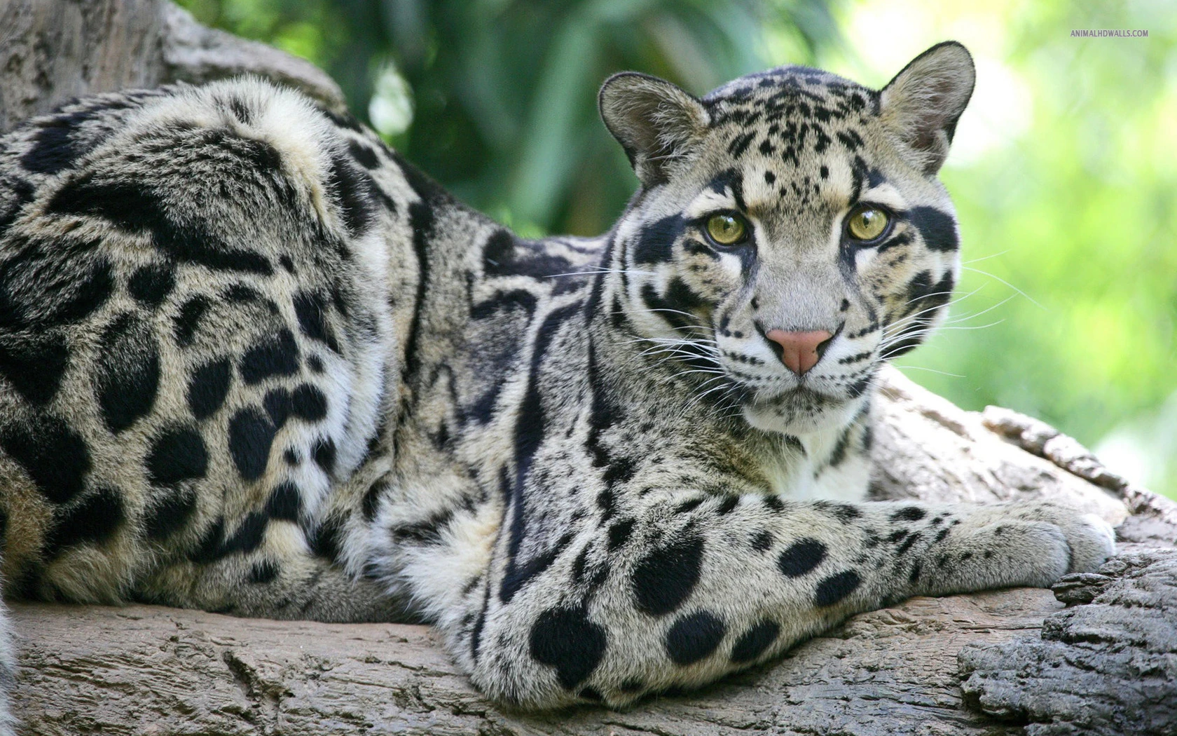 Clouded Leopard | Creatures of the World Wikia | Fandom