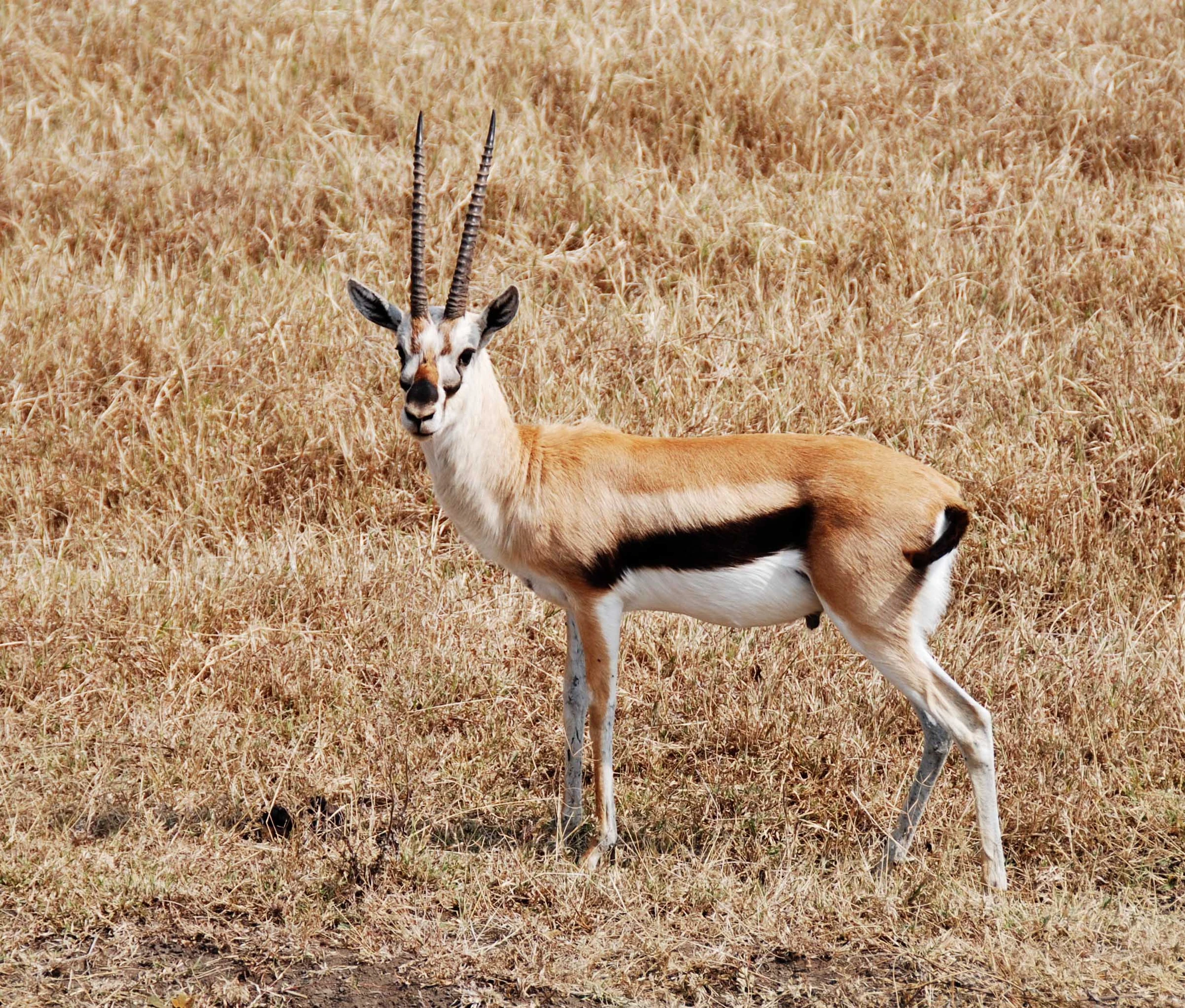 Thomson's Gazelle | Creatures of the World Wikia | Fandom