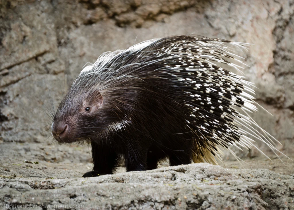 African Crested Porcupine | Creatures of the World Wikia | FANDOM ...
