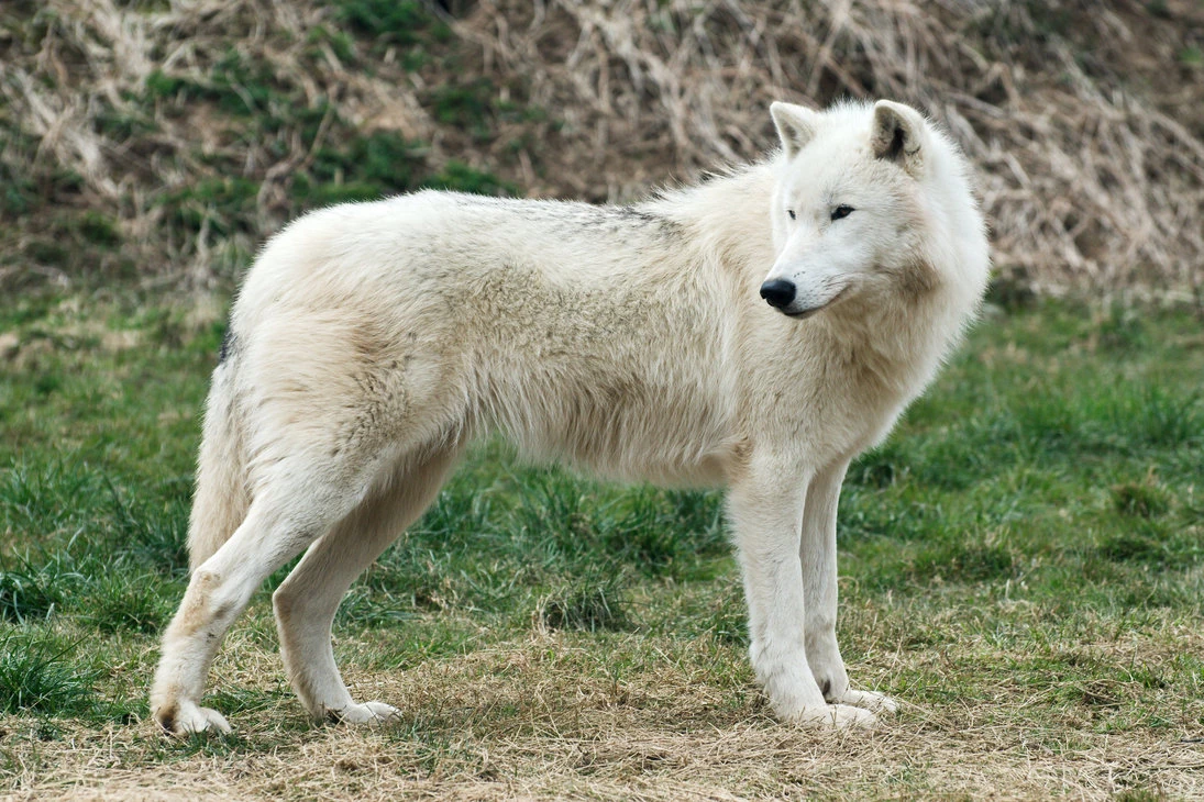 Arctic Wolf | Creatures of the World Wikia | FANDOM powered by Wikia