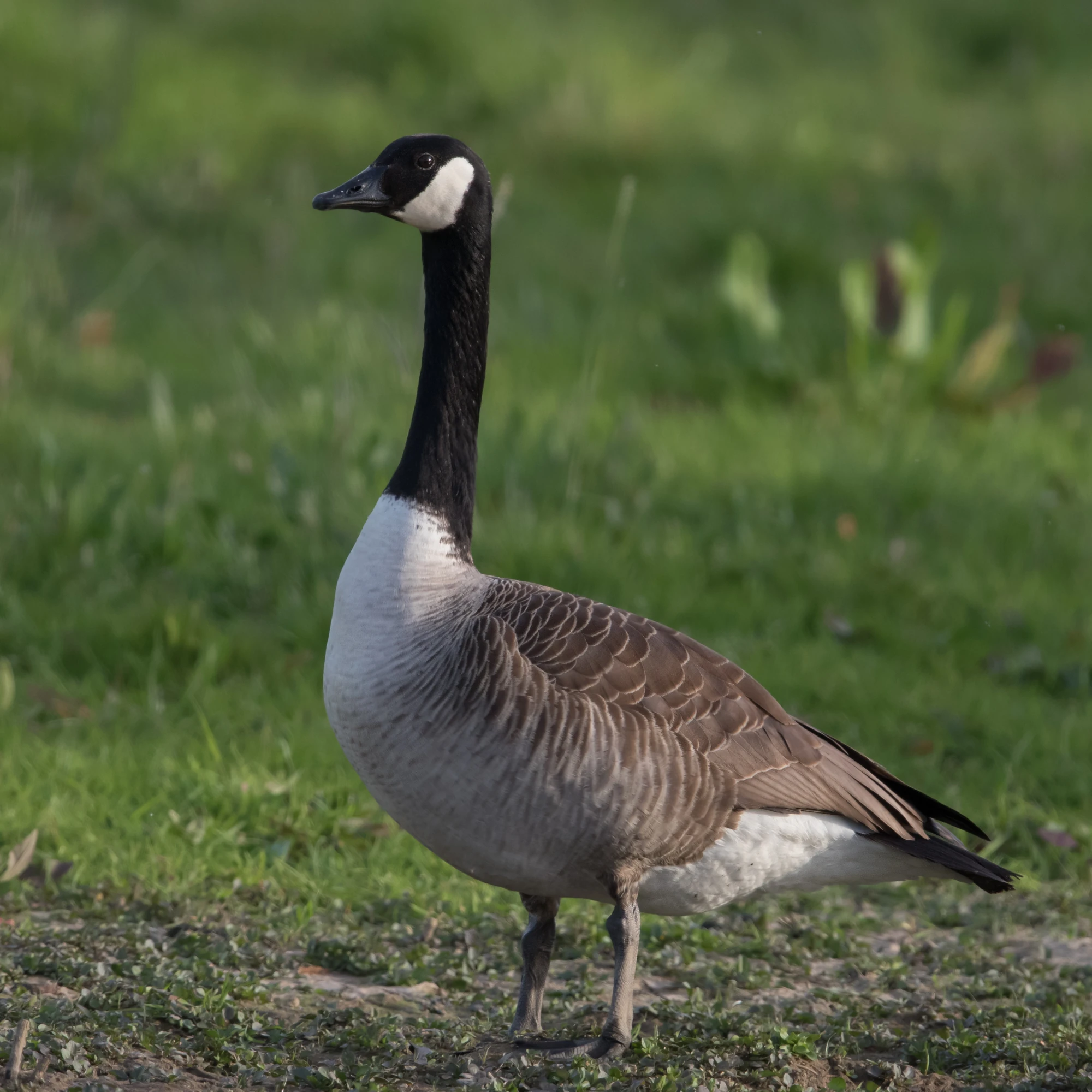 Canada Goose Creatures Of The World Wikia Fandom Canada Goose Creatures Of The World Wikia Fandom