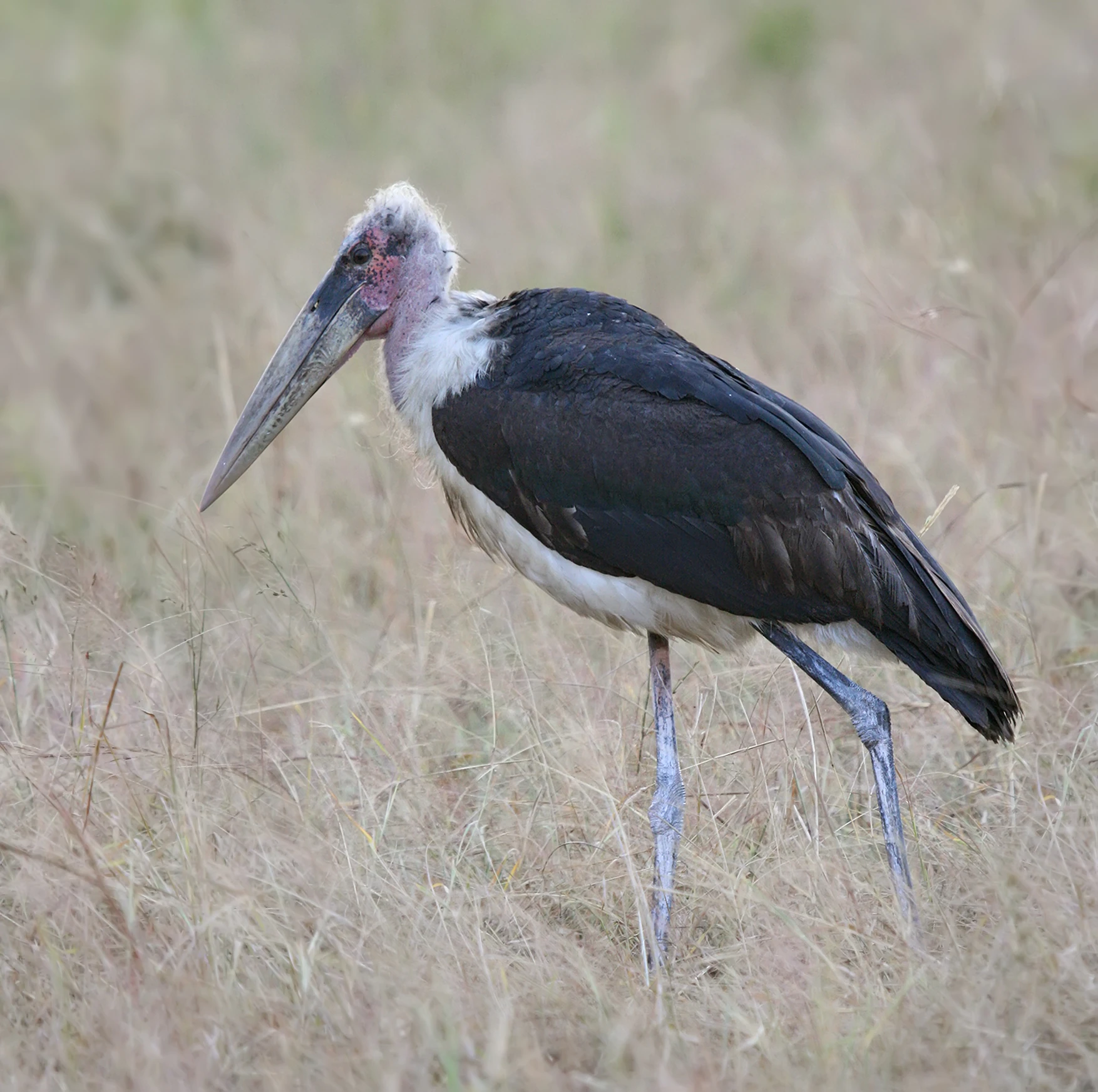 Marabou Stork | Creatures of the World Wikia | FANDOM powered by Wikia