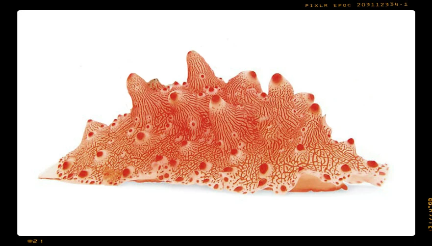 SCP-751: Der Organfresser | Deutsches Creepypasta Wiki | FANDOM powered ...