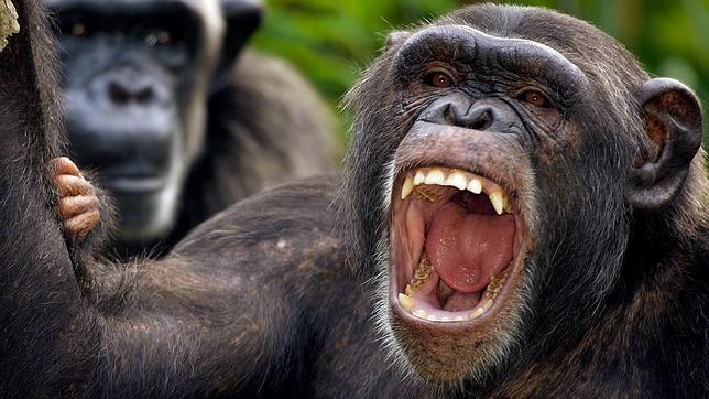 Monos Asesinos | Wiki Creepypasta | FANDOM powered by Wikia Monos Asesinos | Wiki Creepypasta | FANDOM powered by Wikia