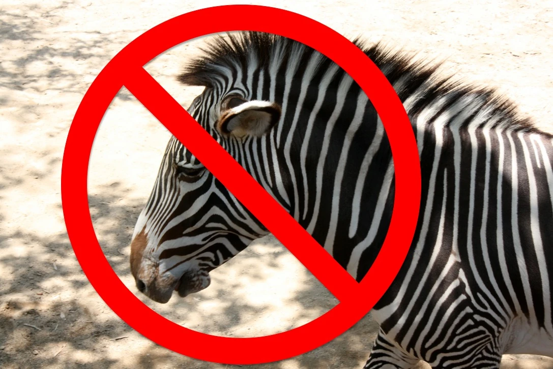 The Zebra | Creepypasta Wiki | Fandom