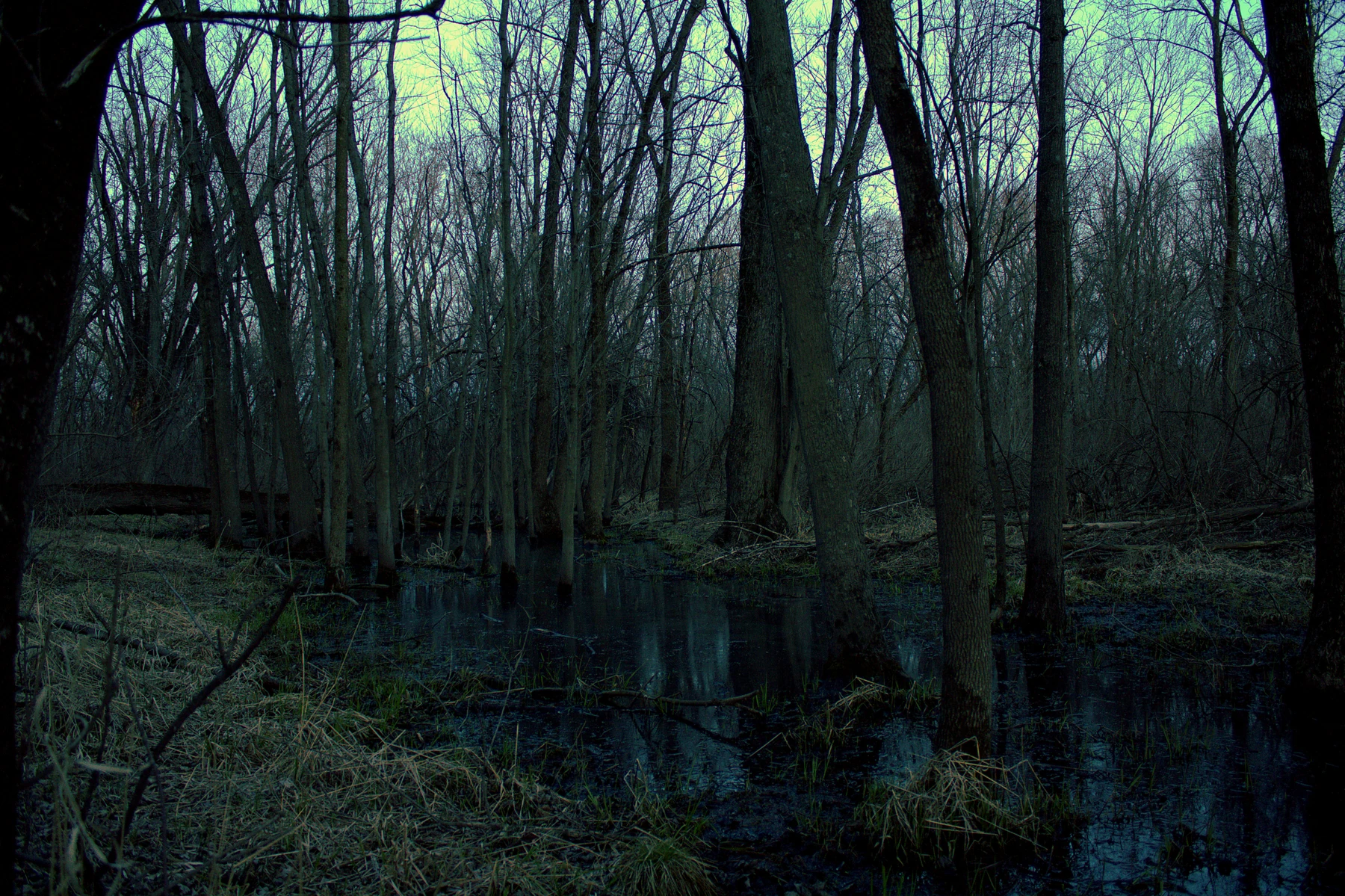 Into the Bog | Creepypasta Wiki | FANDOM powered by Wikia