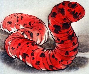 Mongolian Death Worm | Cryptid Tidbits Wiki | FANDOM powered by Wikia