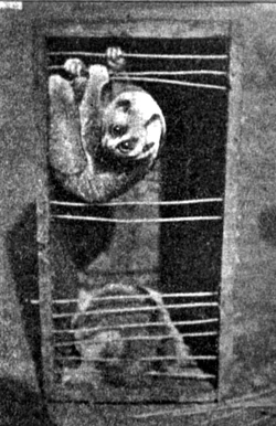 Tailed slow loris | Cryptids and Myths Wiki | Fandom