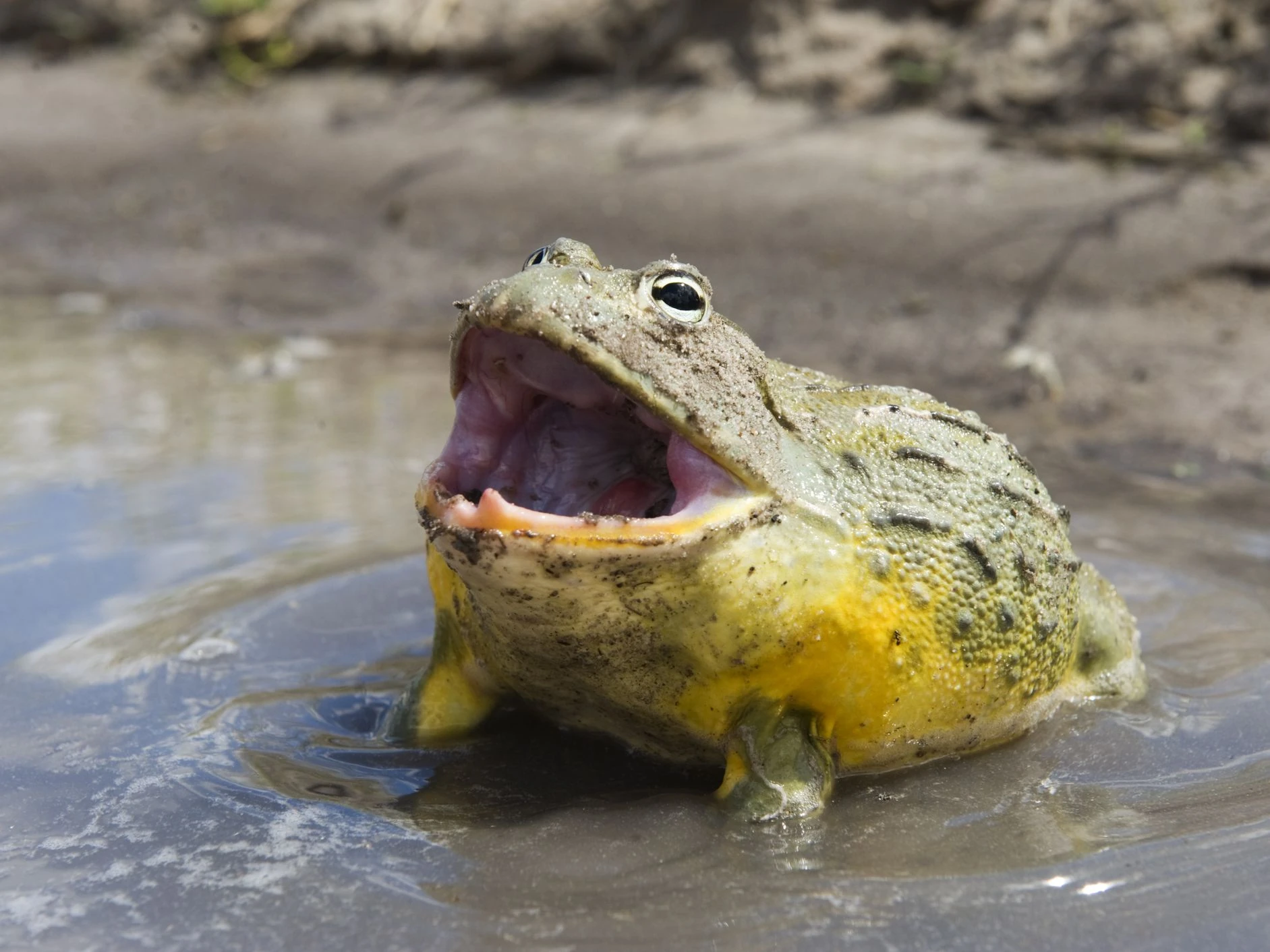 Dog-fanged frog | Encyclopaedia of Cryptozoology | Fandom