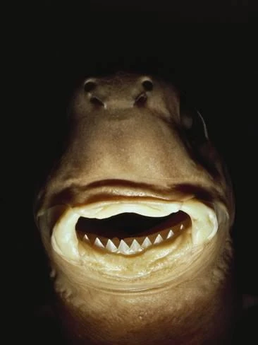 Giant cookiecutter shark | Cryptids and Myths Wiki | Fandom
