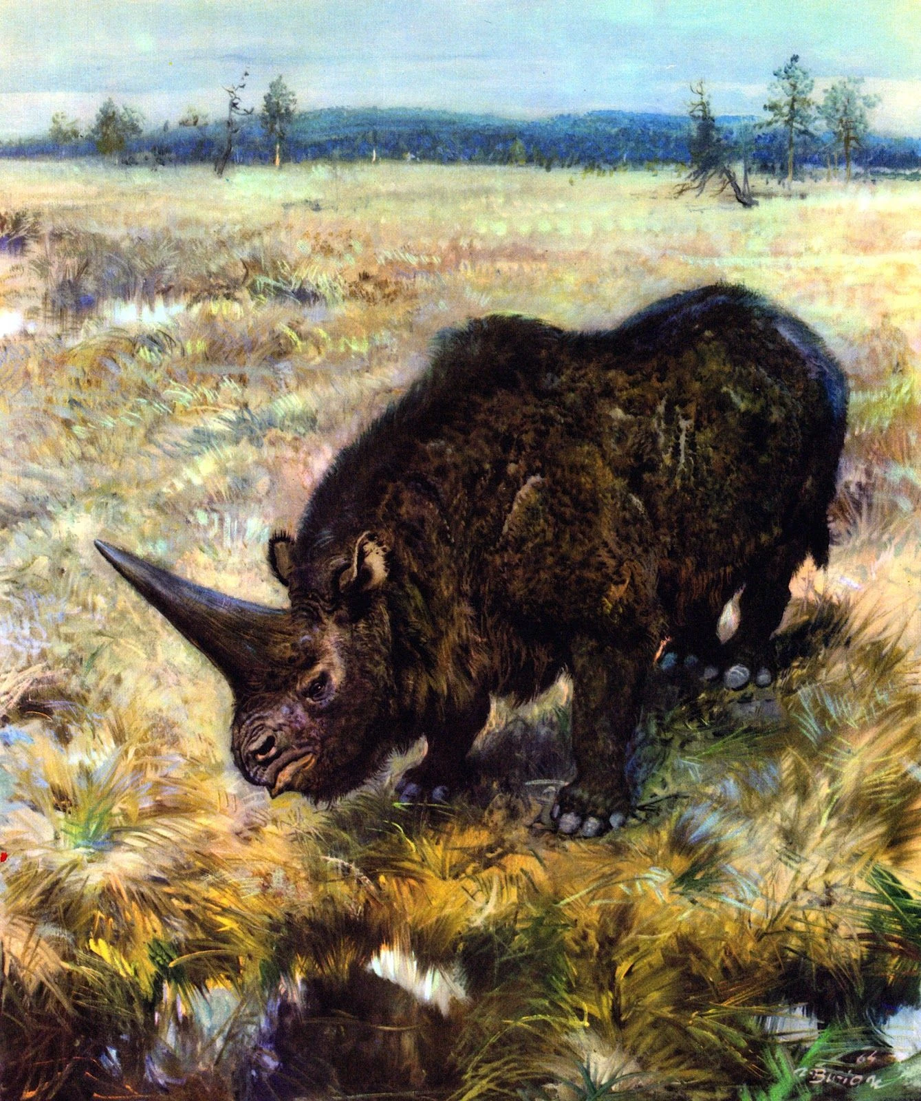 Elasmotherium | Cryptids and Myths Wiki | Fandom