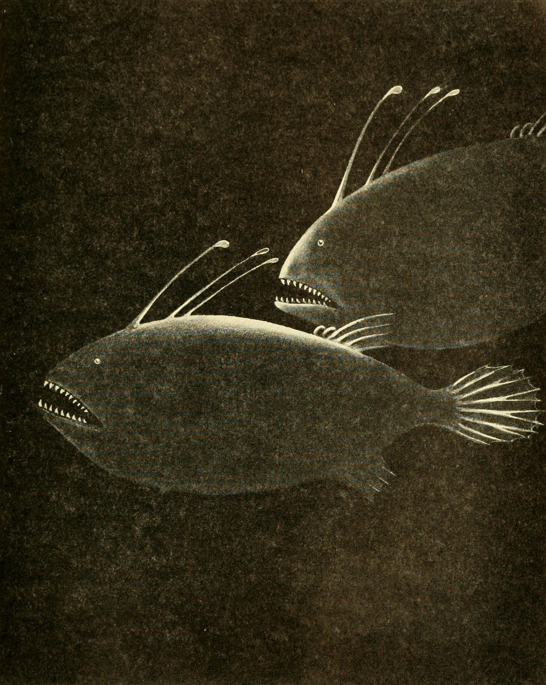 Three-starred anglerfish | Cryptids and Myths Wiki | Fandom