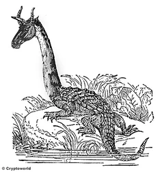 Ninki nanka | Cryptids and Myths Wiki | Fandom