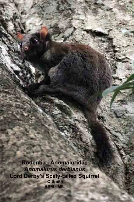 Mlularuka | Cryptids and Myths Wiki | Fandom