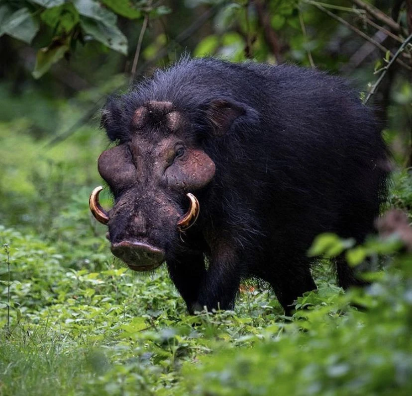 Giant forest hog | Cryptids and Myths Wiki | Fandom