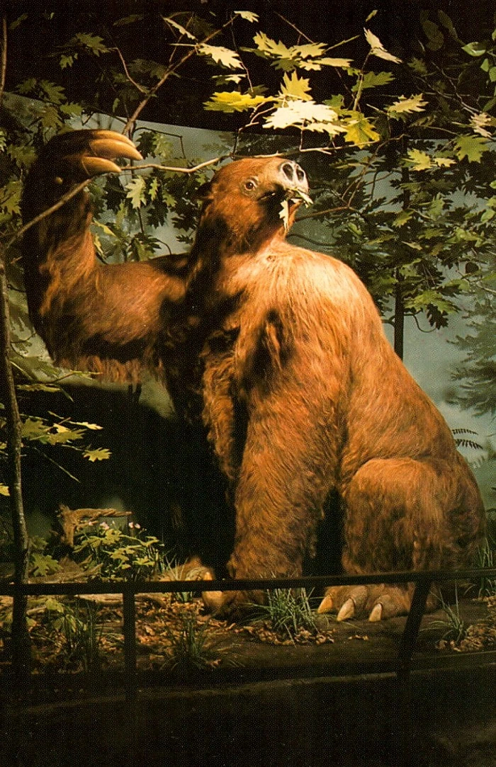 Mapinguari | Cryptids and Myths Wiki | FANDOM powered by Wikia