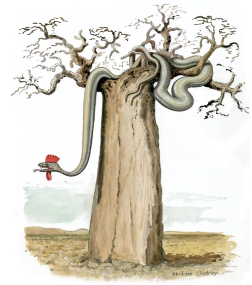 Crowing crested cobra | Encyclopaedia of Cryptozoology | Fandom