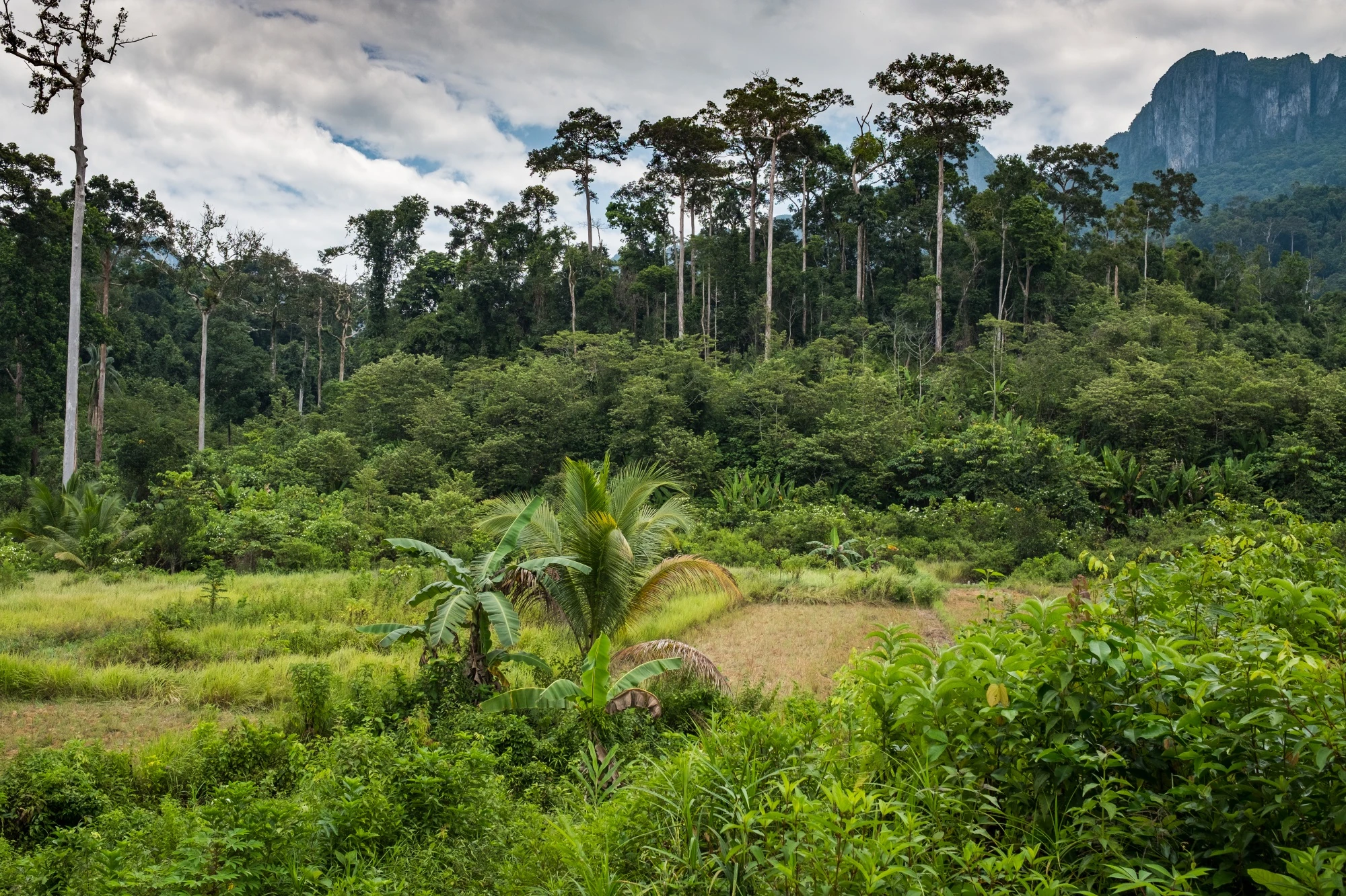 Category:Philippines | Encyclopaedia of Cryptozoology | Fandom