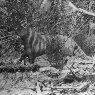 Queensland tiger | Cryptids and Myths Wiki | Fandom