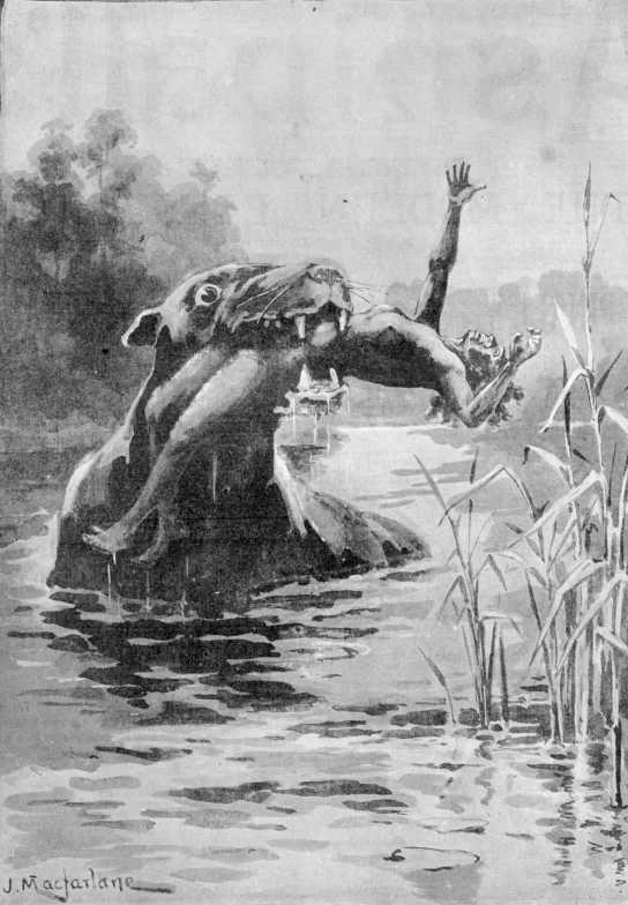 Bunyip | Cryptids and Myths Wiki | Fandom