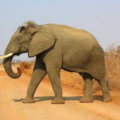 Motty | Encyclopaedia of Cryptozoology | Fandom